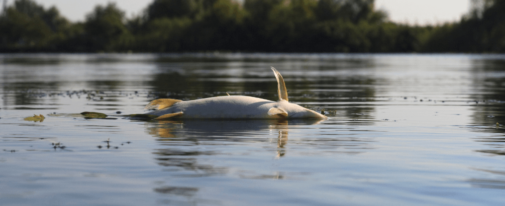 Water Safety Concerns over Releasing Undiluted Sewage into Rivers